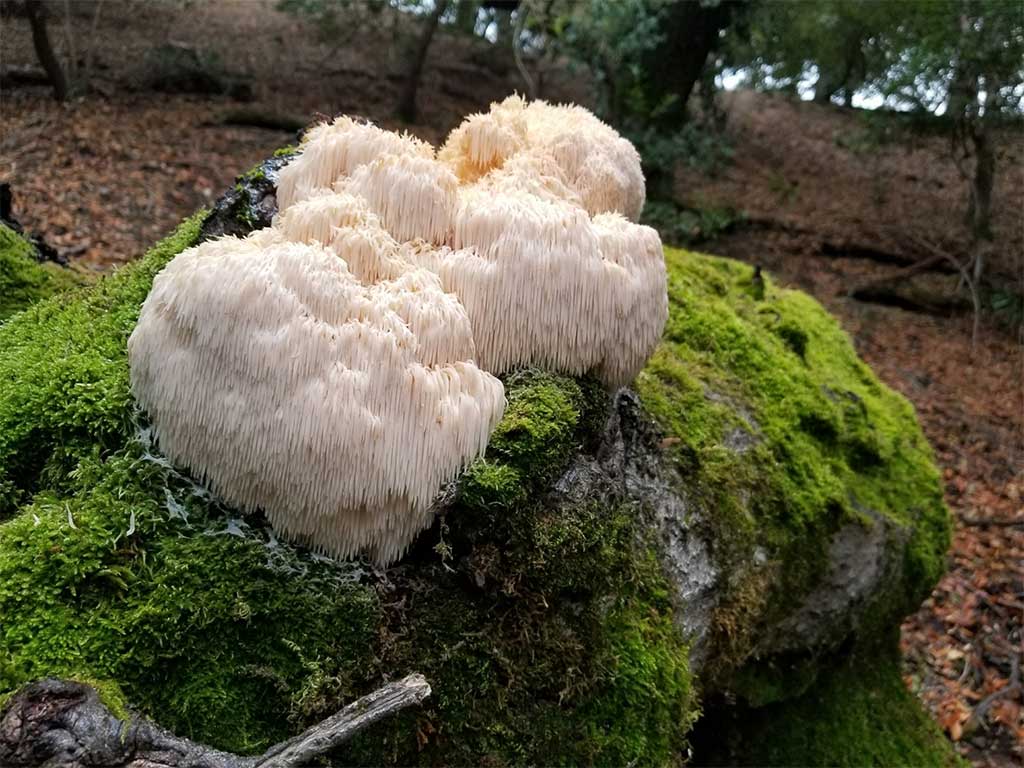 10 Common Wild Edible Mushrooms In Alberta And B.C.