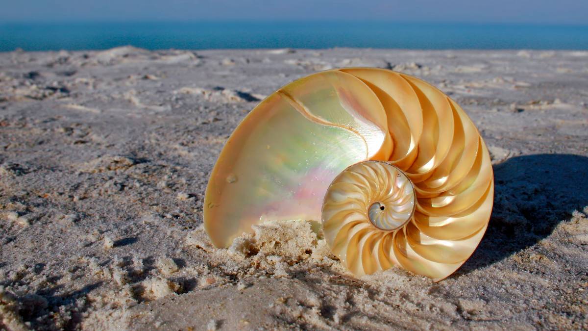 Fractals In Nature: Develop Your Pattern Recognition Skills